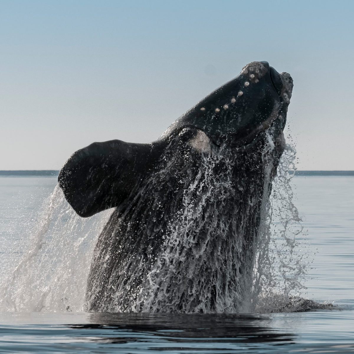 Whale and Dolphin Conservation: Monica Pepe Discusses the Coexistence of Whales and Boaters ...