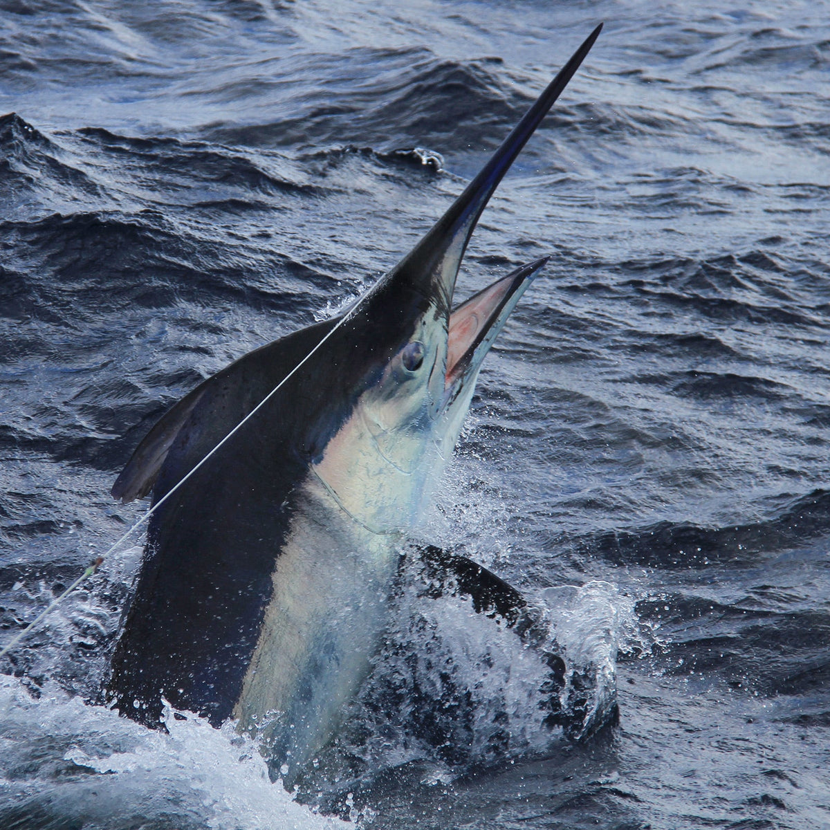 Top 10 Largest Fish Ever Caught - PartsVu Xchange